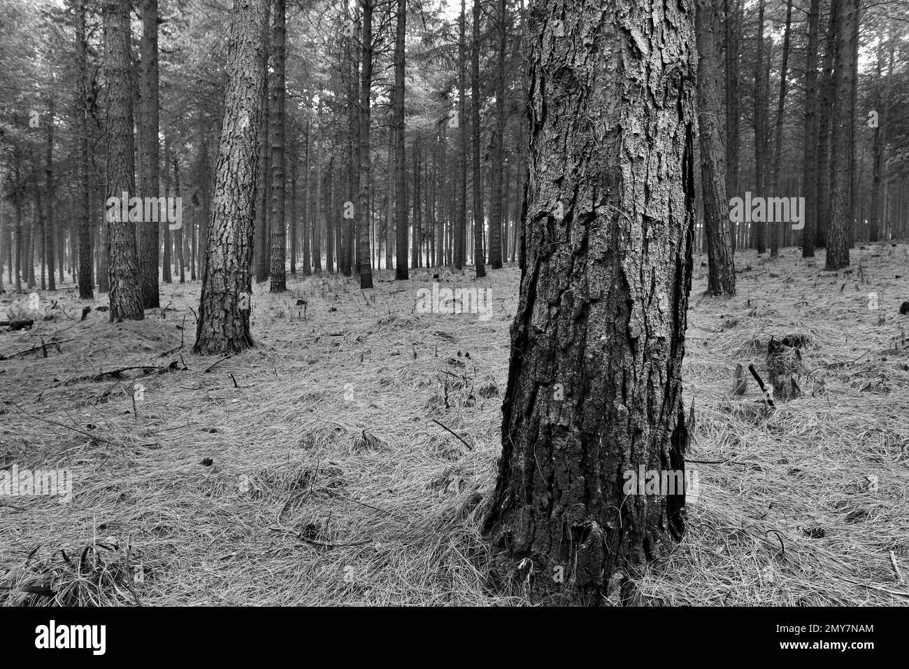 A grayscale of dense pine tree trunks in the forest Stock Photo - Alamy
