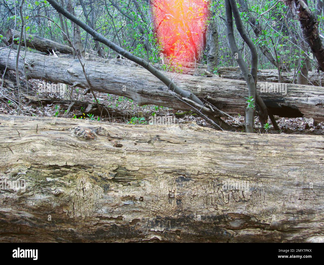 A huge old tree lies in the woods across the creek. A dead tree trunk ...