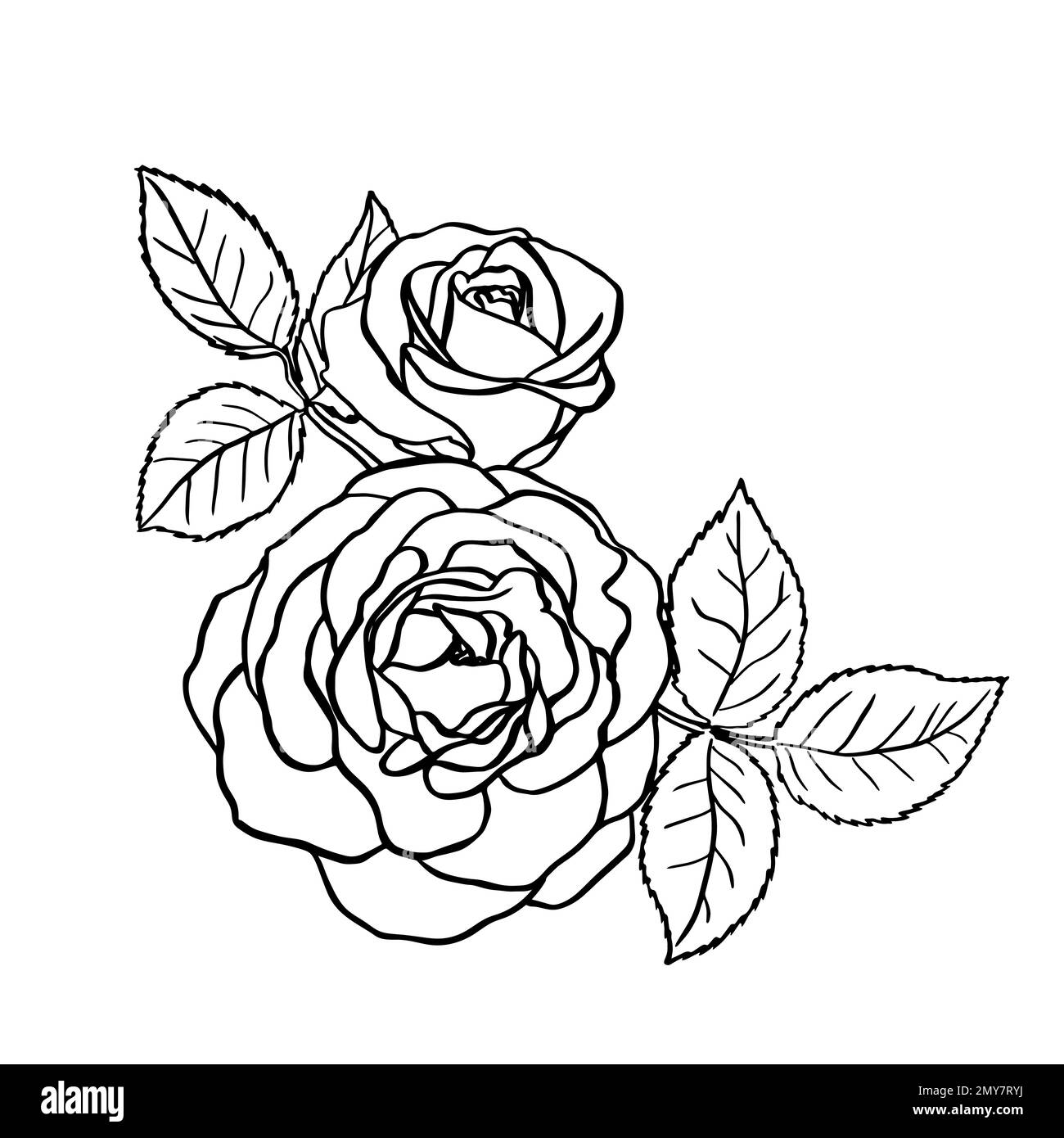Rose sketch. Black outline on white background. Drawing vector graphics with floral pattern for ...