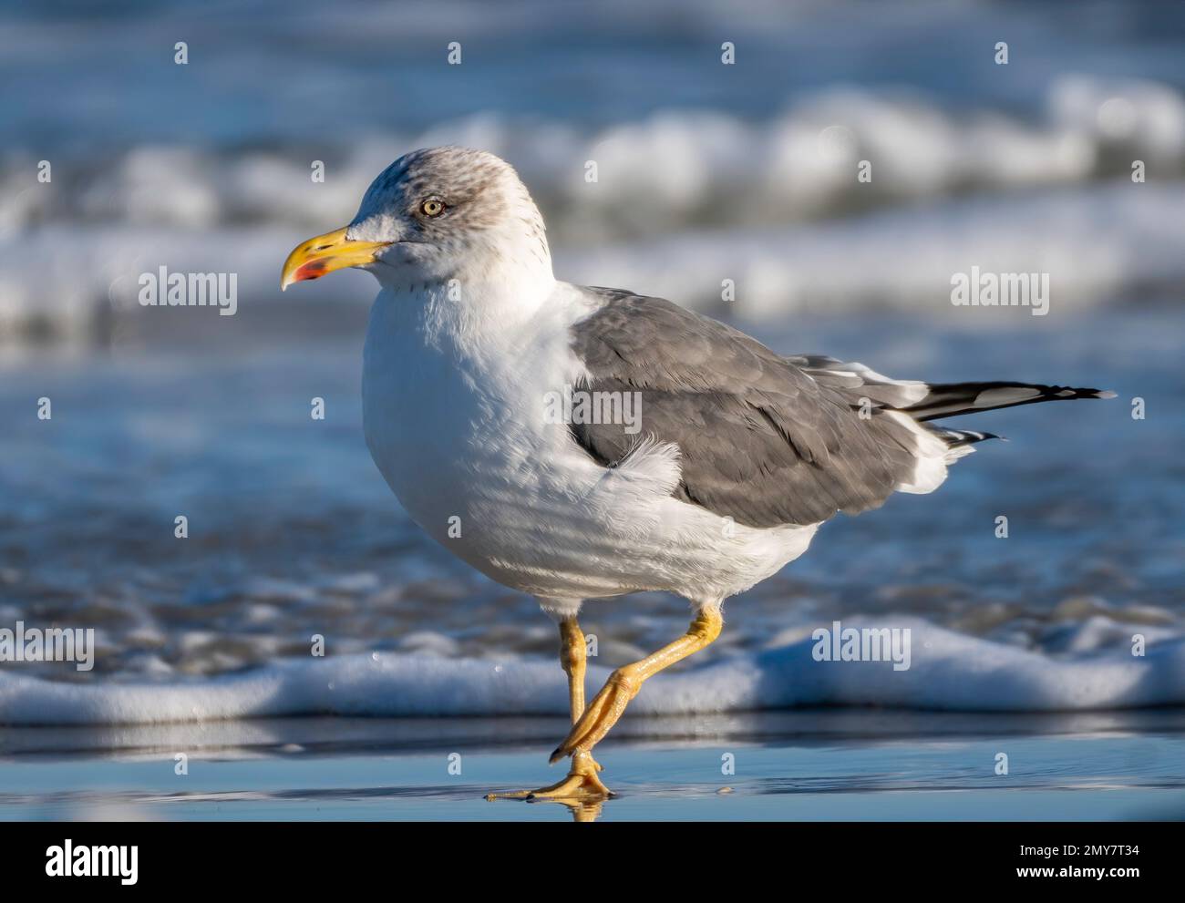 Seagull swimming in shallow water hi-res stock photography and images ...