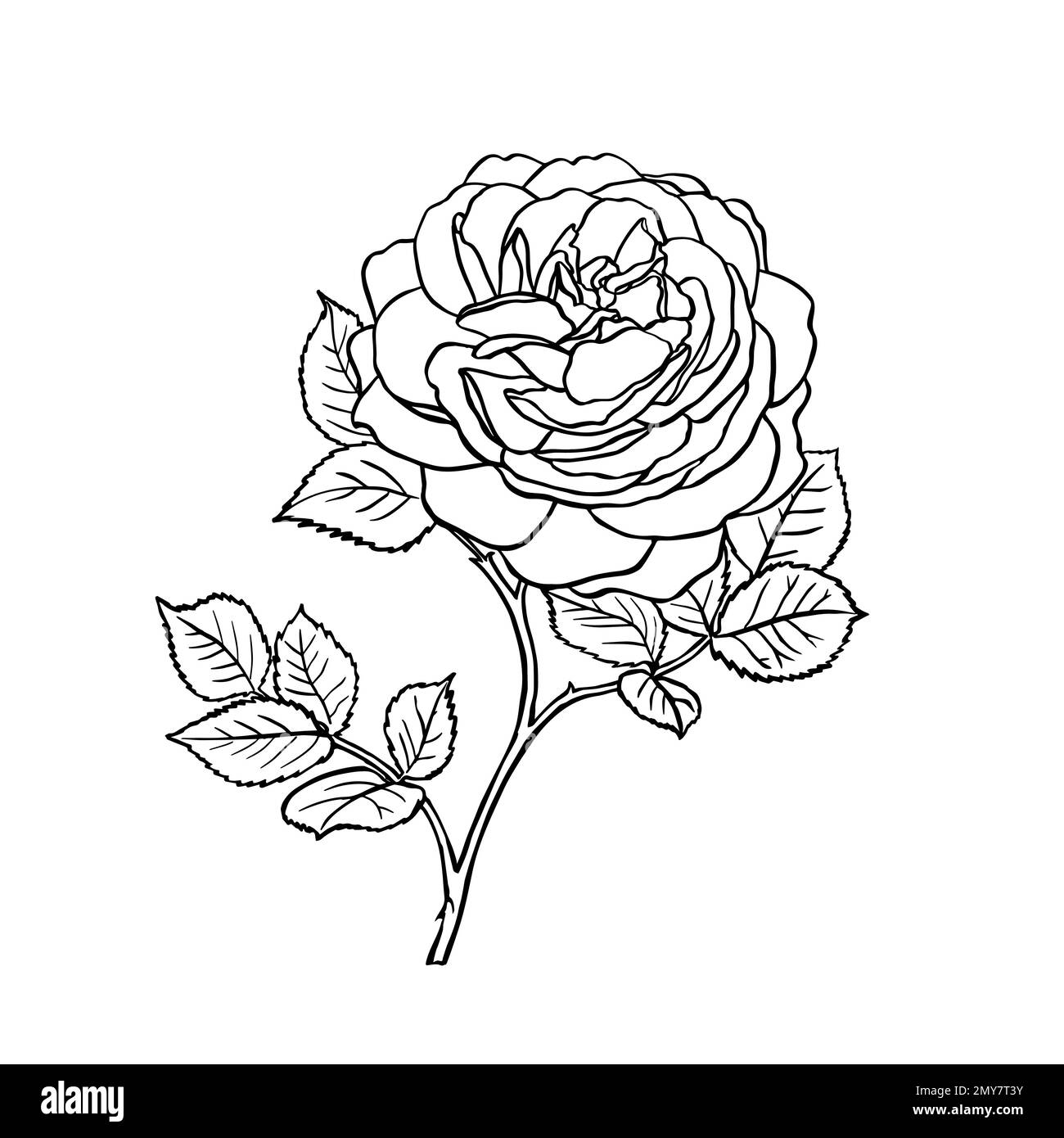 Realistic Rose Line Drawing