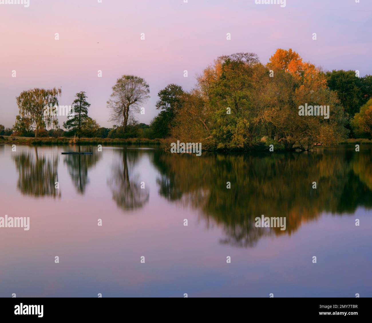 Tree reflections on a pink tinted lake in Richmond, London Stock Photo ...