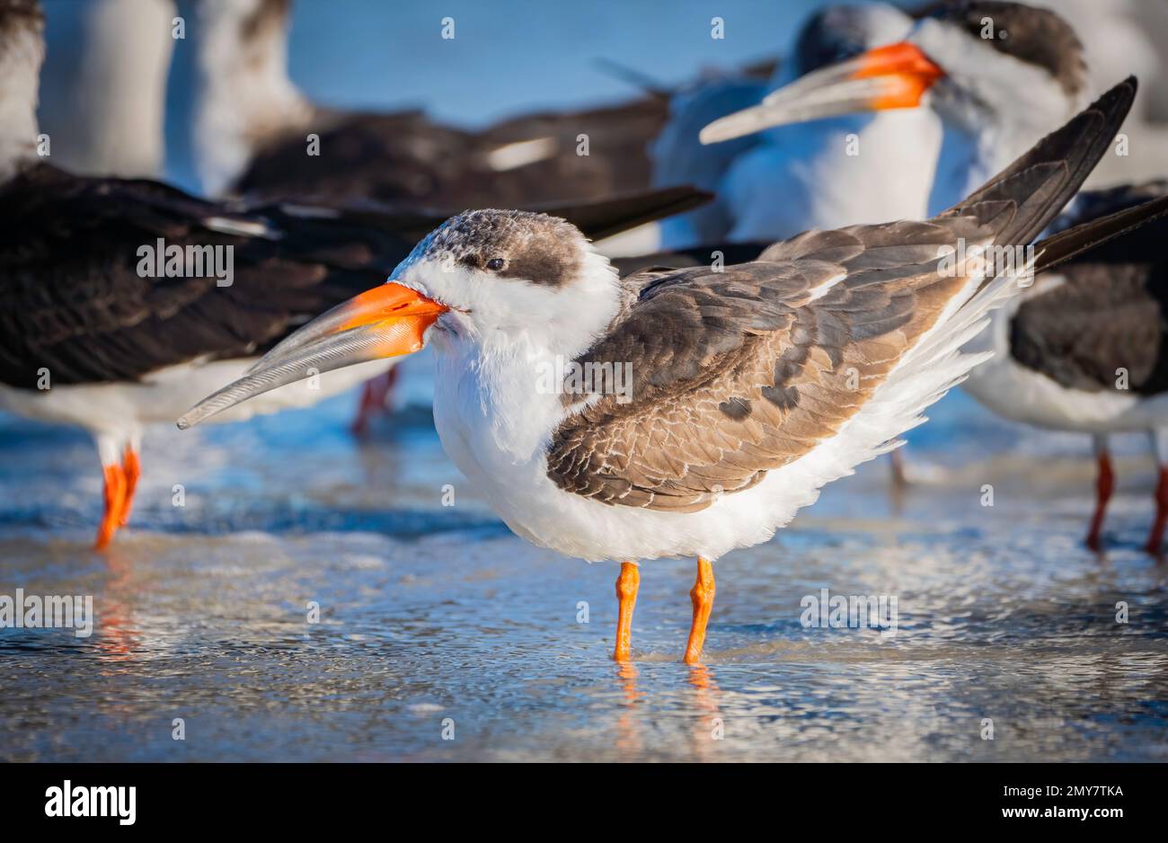 Black skimmers rest in shallow water on the beach in the morning ...