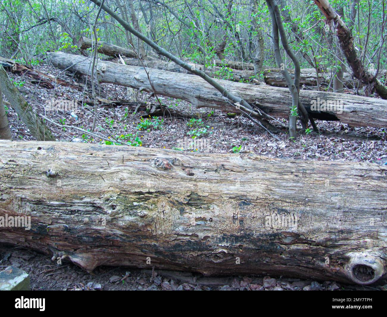 A huge old tree lies in the woods across the creek. A dead tree trunk ...