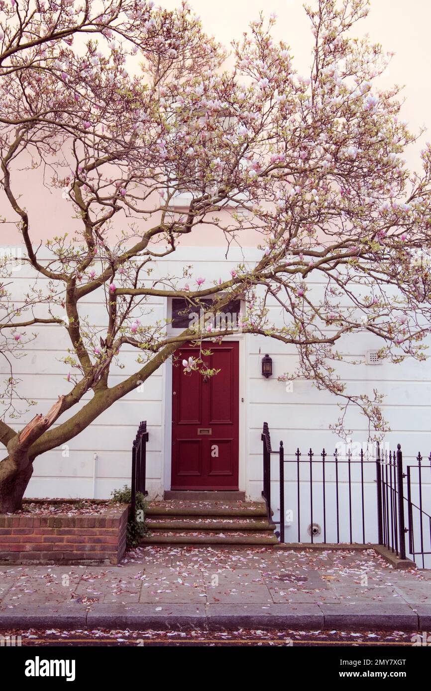 Cherry Blossoms in Chelsea, London Stock Photo - Alamy