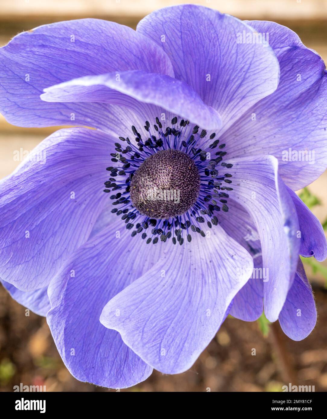 Rununculaceae family hi-res stock photography and images - Alamy