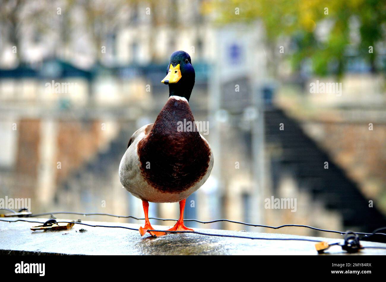 Colorful duck out of the water, on the wall by the river. Selective ...