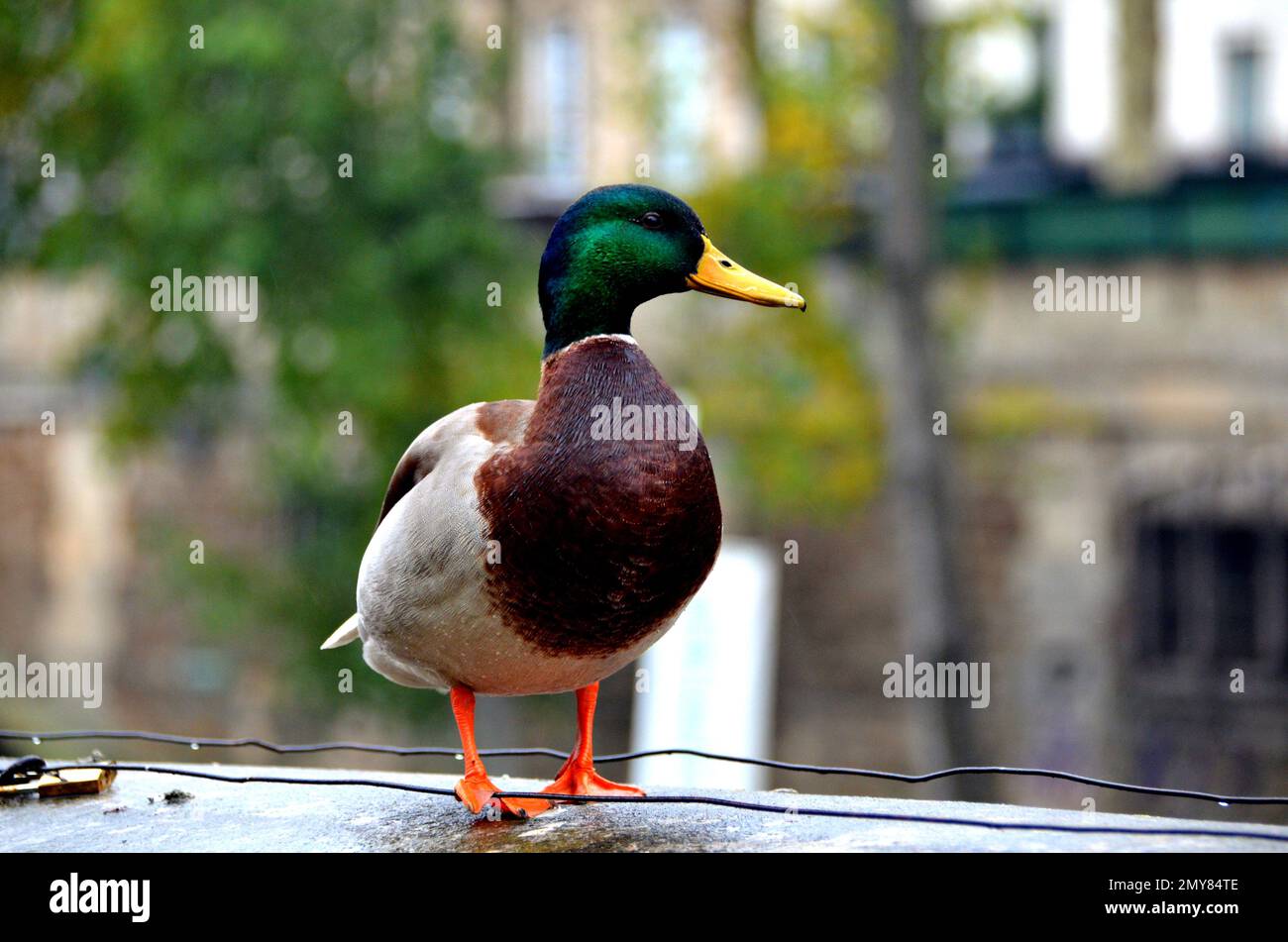 Colorful duck out of the water, on the wall by the river. Selective ...