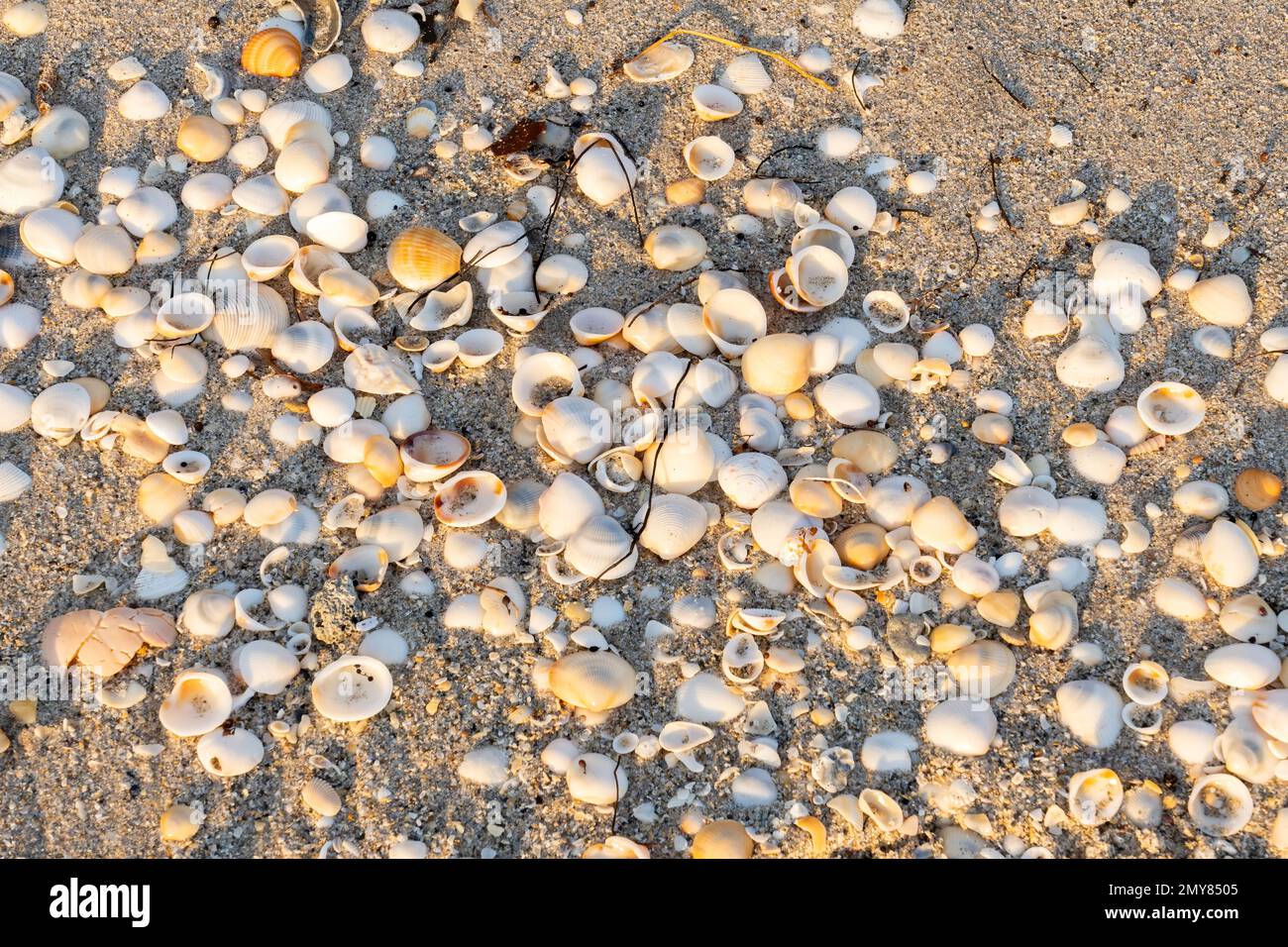 Colorful bittersweet clam seashells lay on the beach during low tide in ...