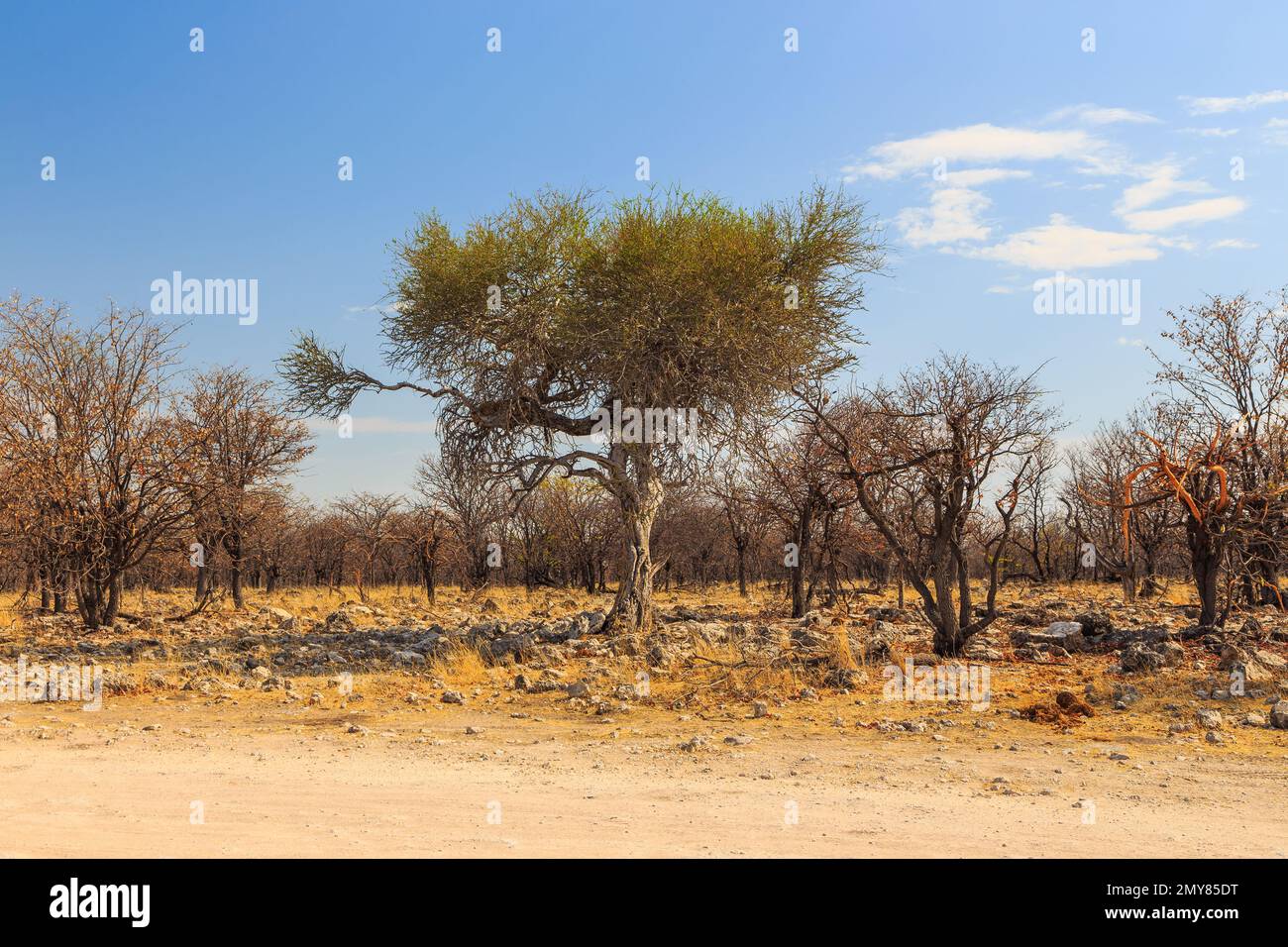 Namibian landscape. African savannah in Etosha National Park. Namibia ...