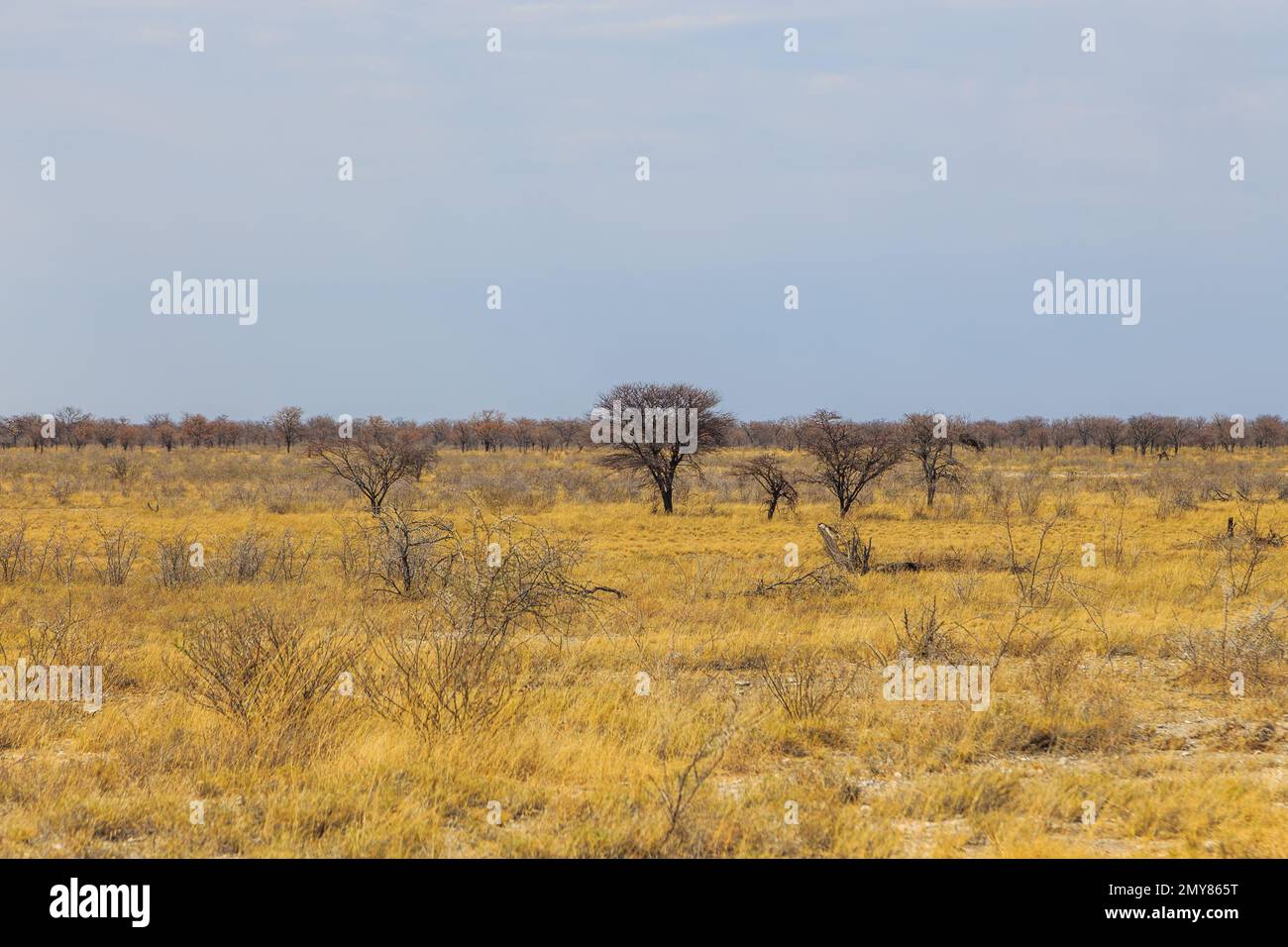Namibian landscape. African savannah in Etosha National Park. Namibia ...