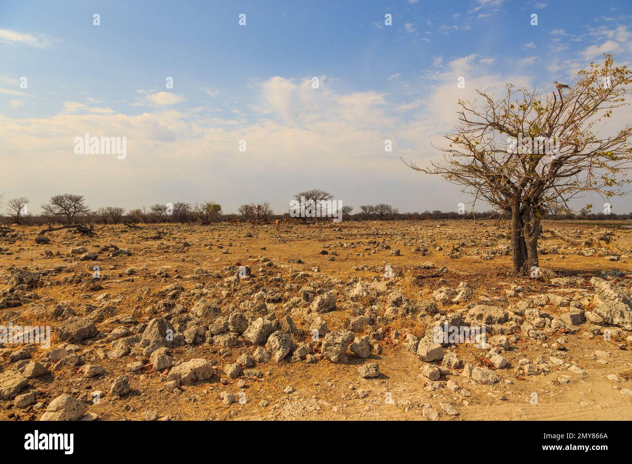 Namibian landscape. African savannah in Etosha National Park. Namibia ...