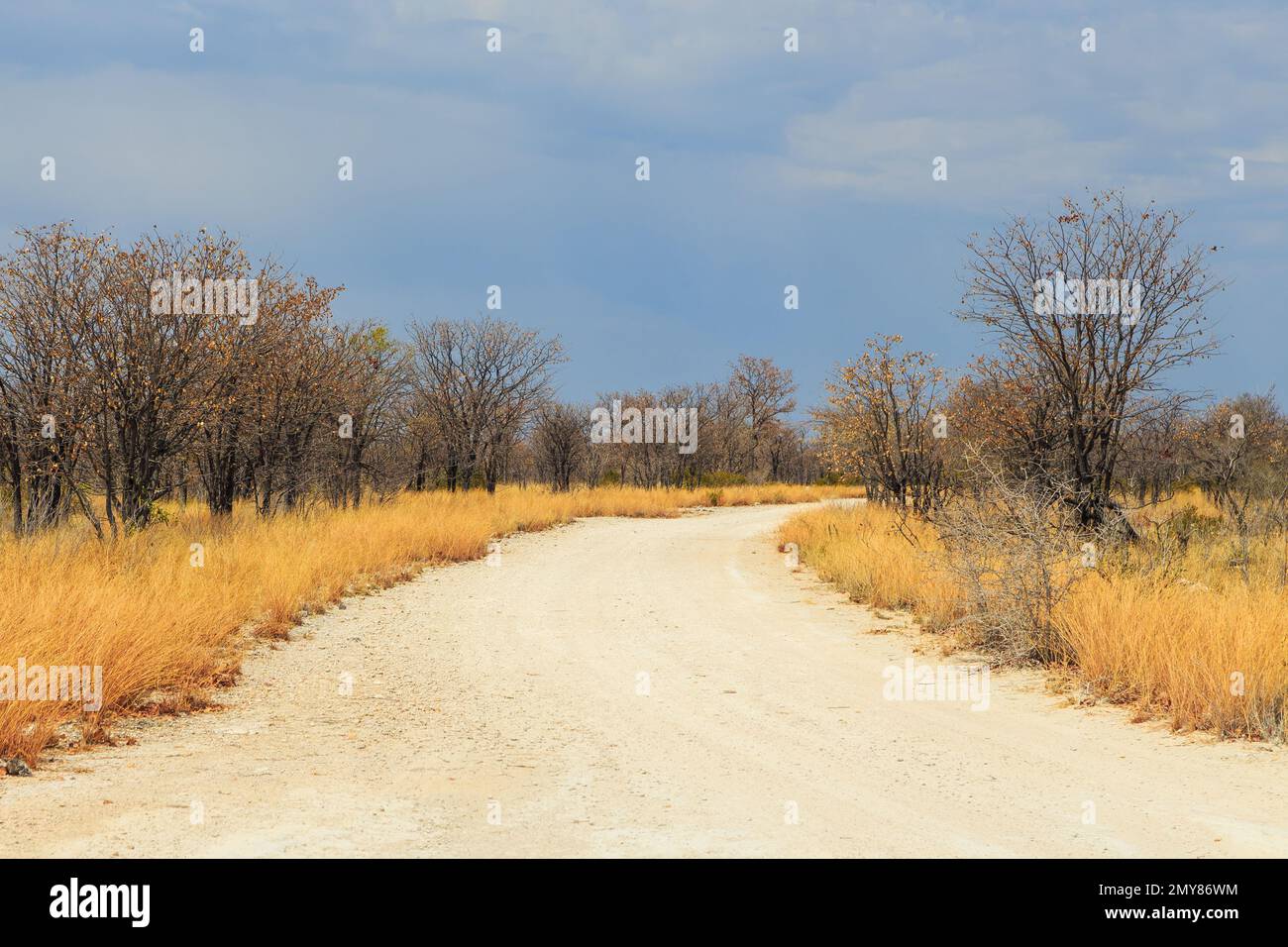 Namibian landscape. African savannah in Etosha National Park. Namibia ...