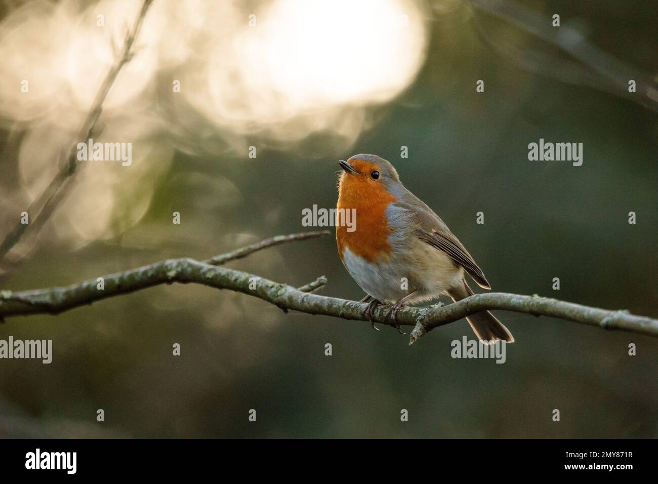 European Robin, Erithacus rubecula, on a branch. UK Photo by Amanda ...
