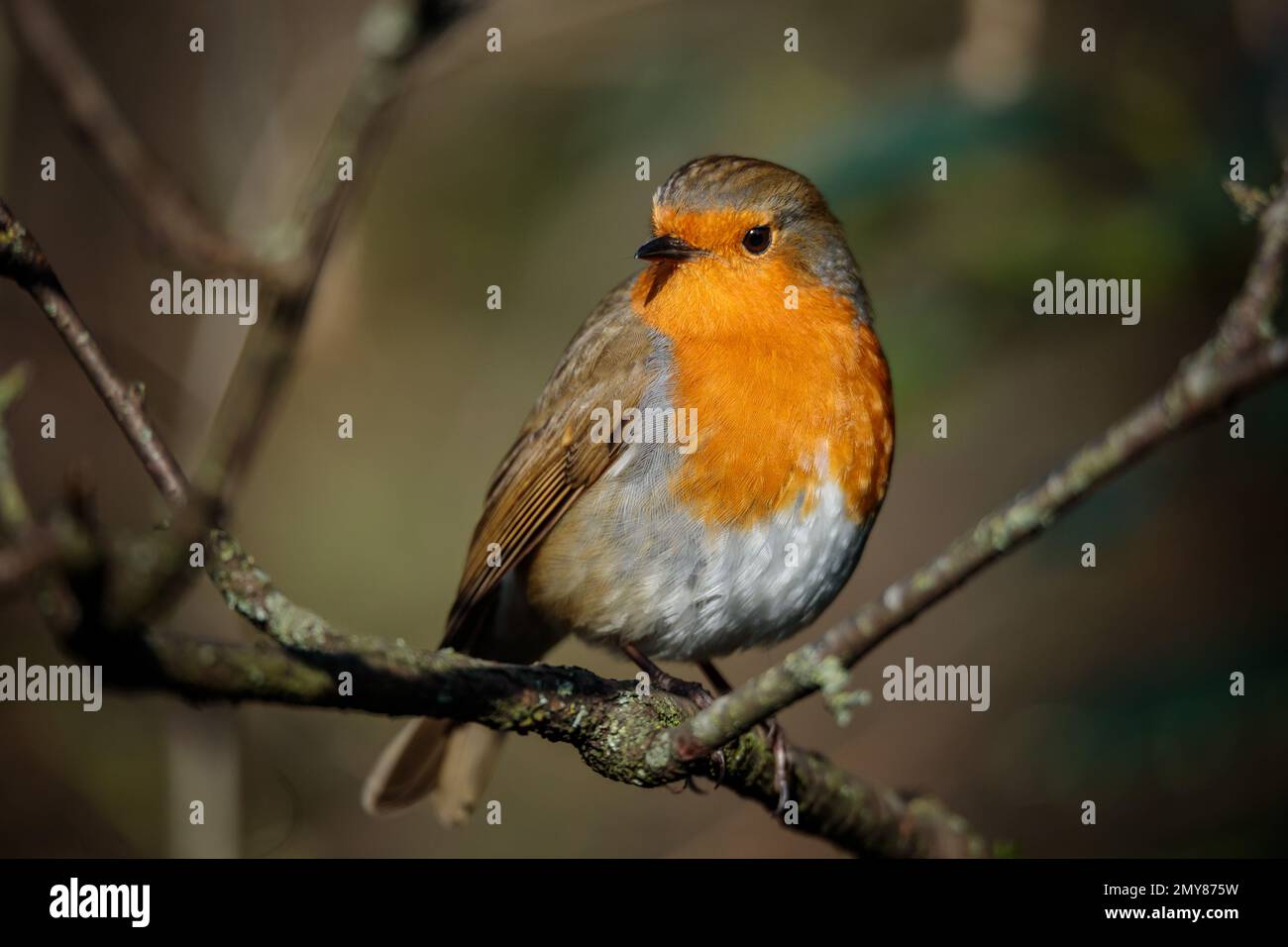 Robin redbreast rose hi-res stock photography and images - Alamy