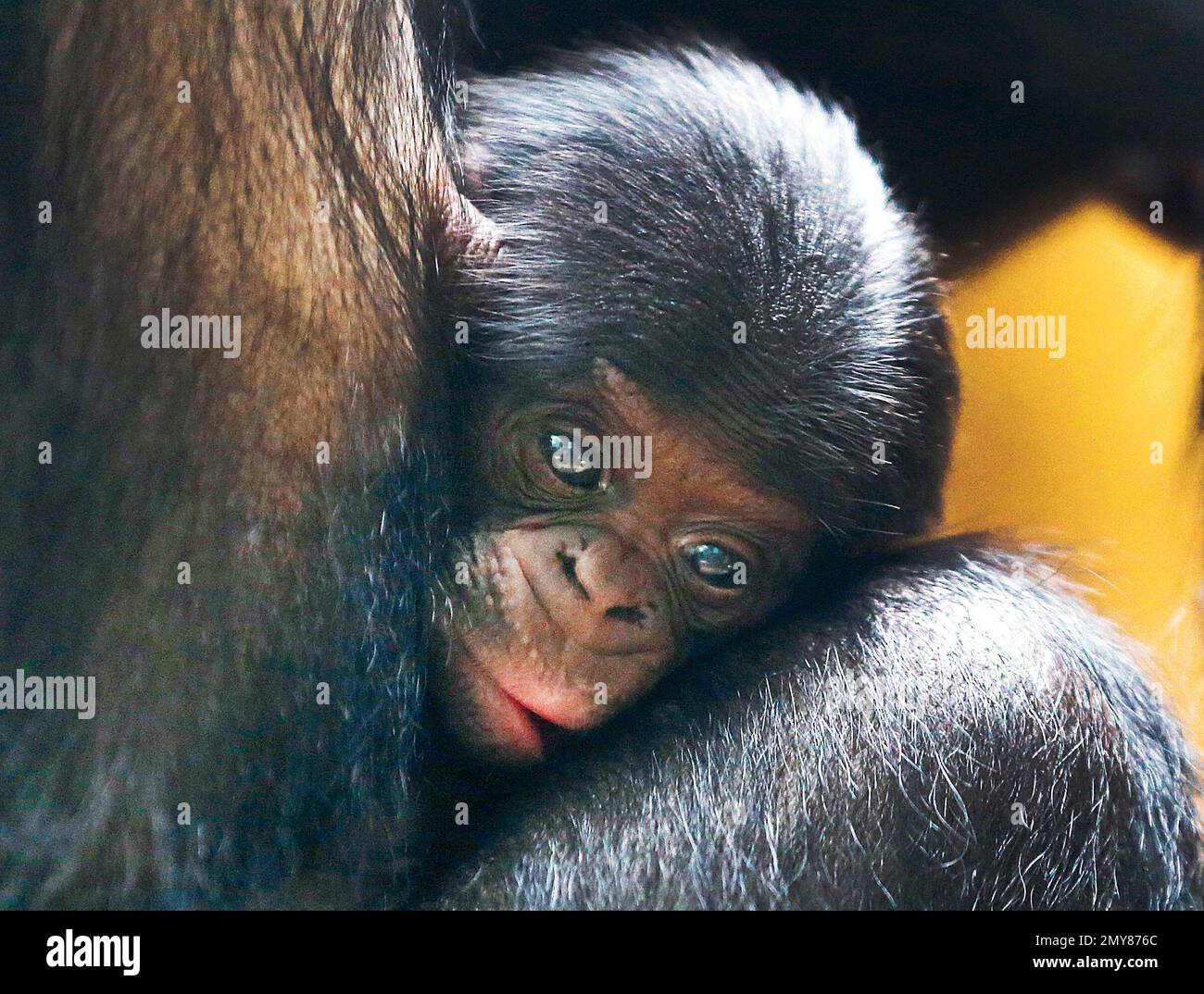 Bonobo Days To Come