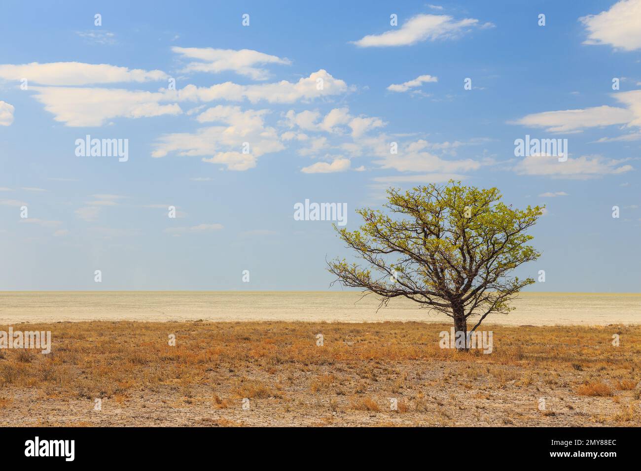 Namibian landscape. African savannah in Etosha National Park. Namibia ...