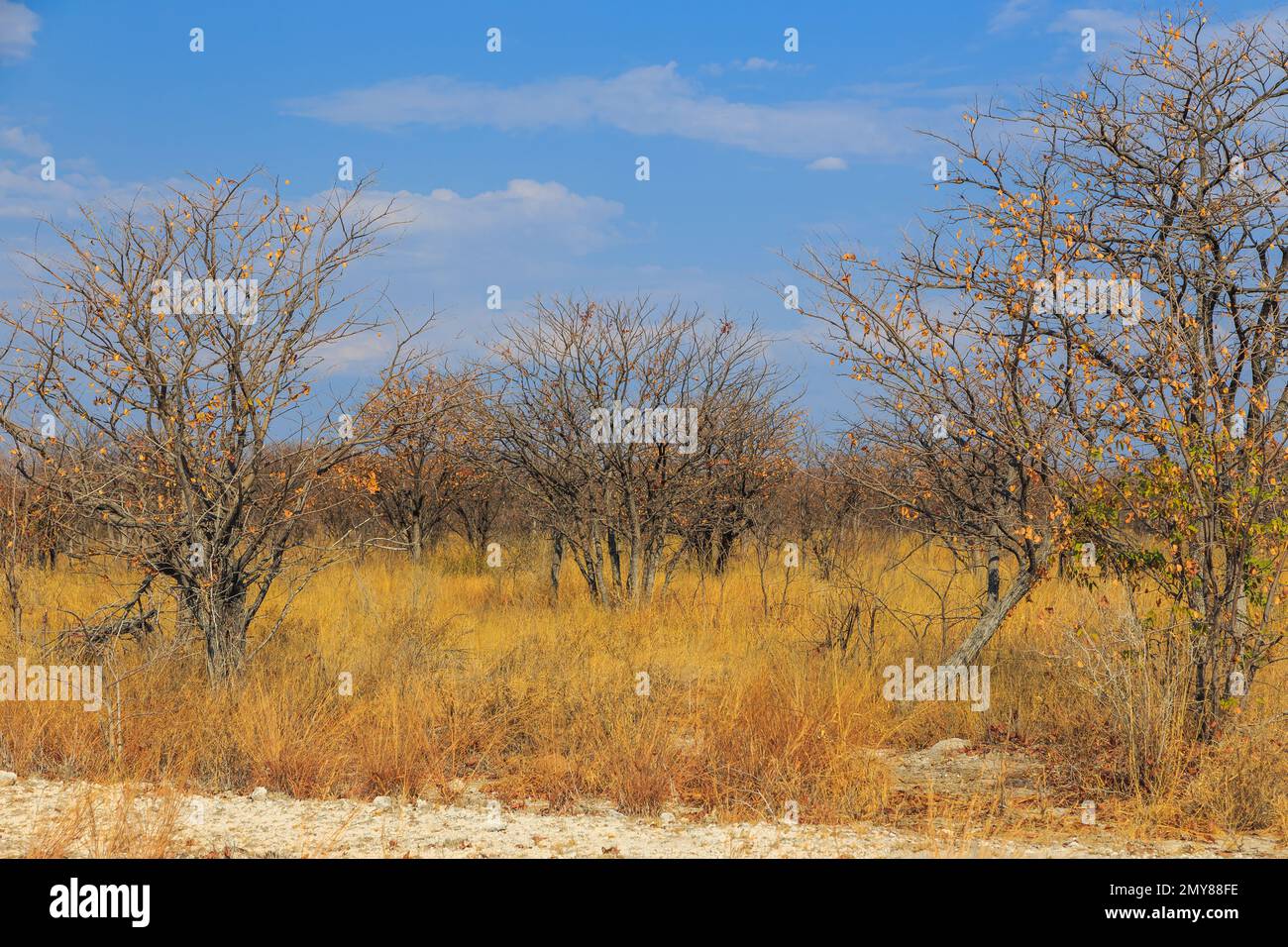 Namibian landscape. African savannah in Etosha National Park. Namibia ...