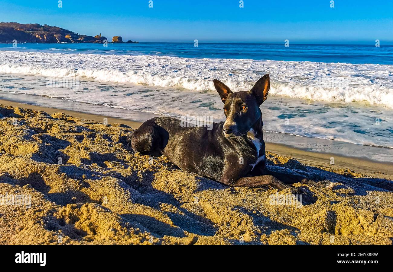 Dog lying on the sand on the sunny beach and relaxing in La Punta ...