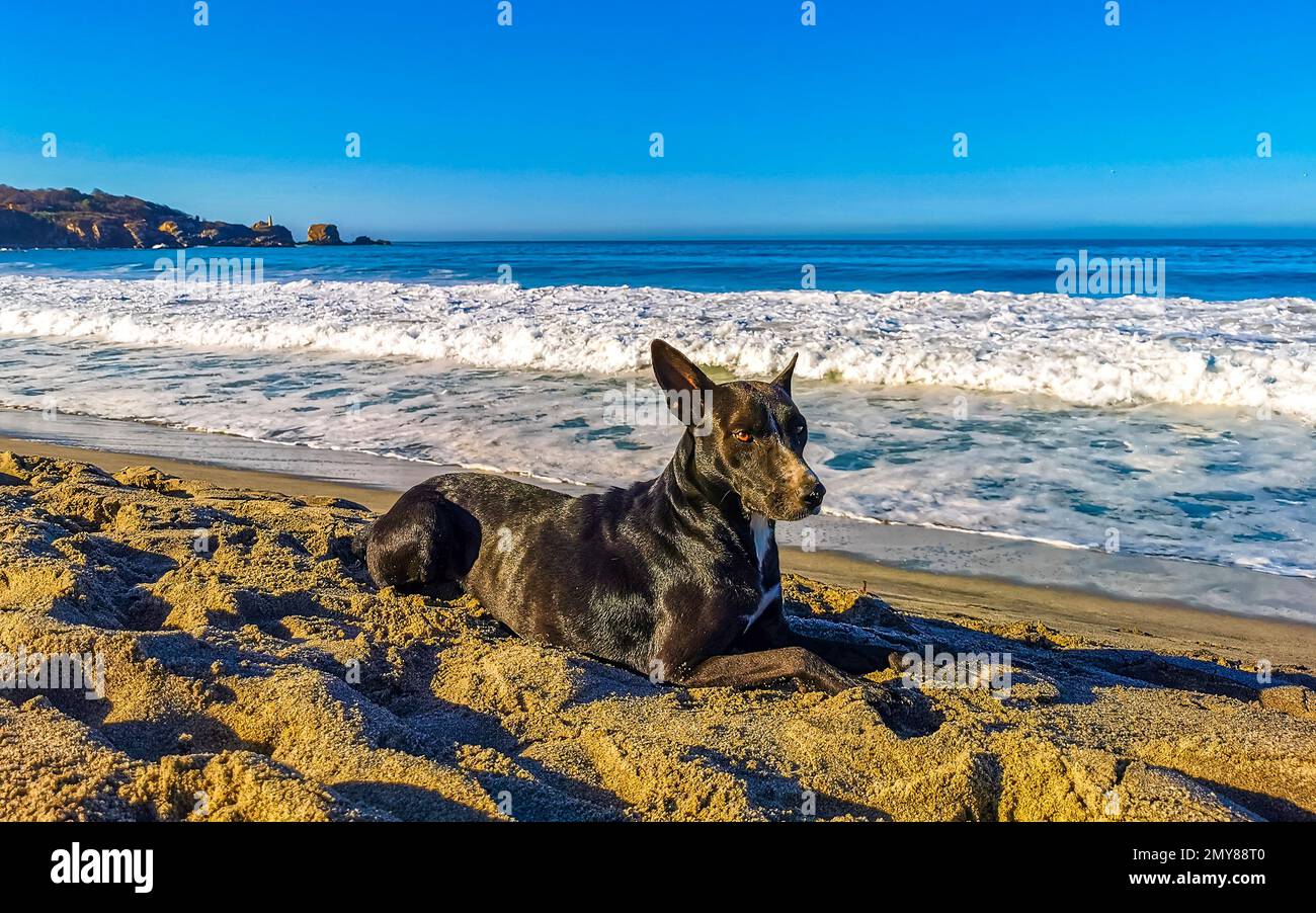 Dog lying on the sand on the sunny beach and relaxing in La Punta ...