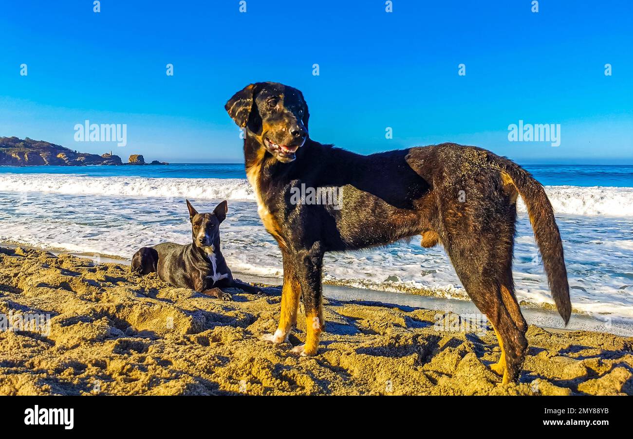 Stray dog gang group on sunny beach sand in La Punta Zicatela Puerto ...