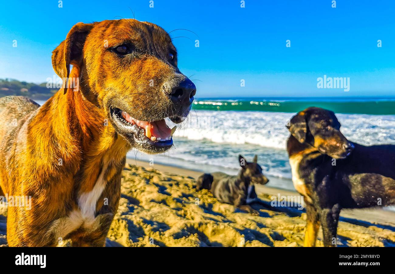 Stray dog gang group on sunny beach sand in La Punta Zicatela Puerto ...