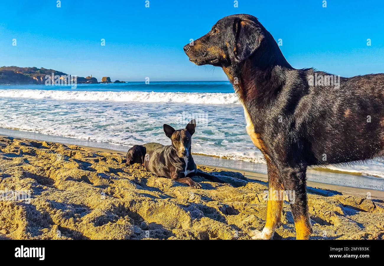 Stray dog gang group on sunny beach sand in La Punta Zicatela Puerto ...