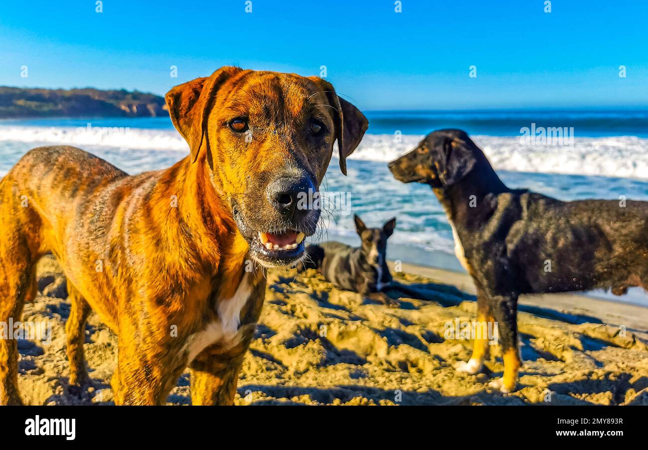 Stray dog gang group on sunny beach sand in La Punta Zicatela Puerto ...