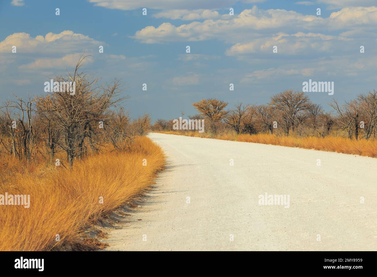 Namibian landscape. African savannah in Etosha National Park. Namibia ...