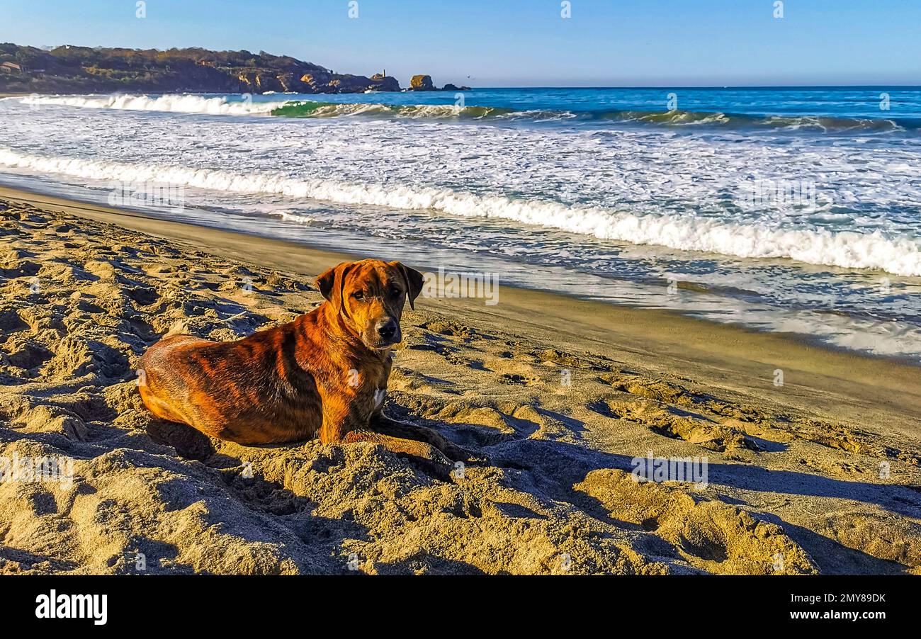 Dog lying on the sand on the sunny beach and relaxing in La Punta ...