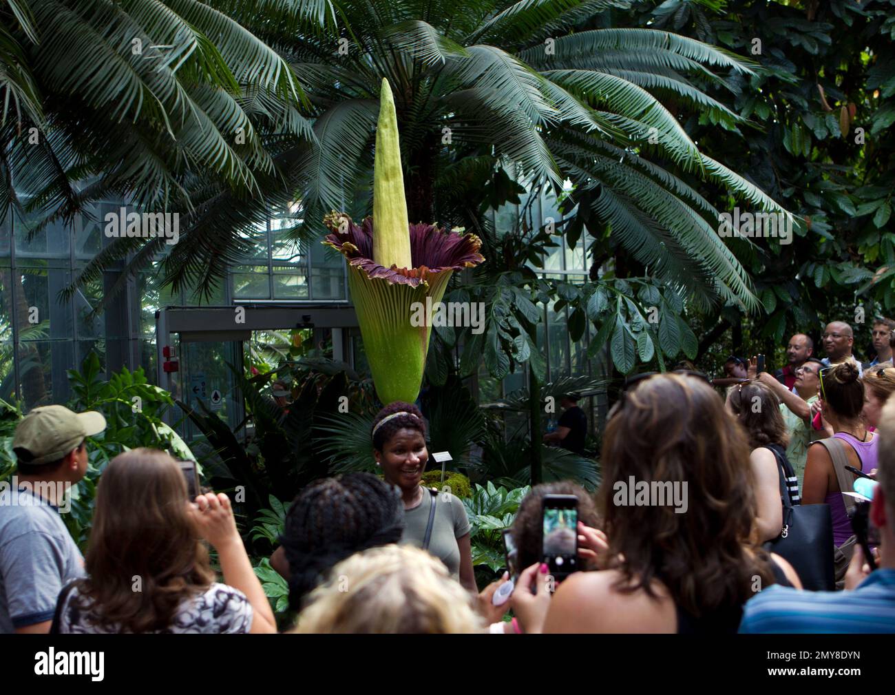 Visitors take pictures of the corpse flower or Amorphophallus titanum ...