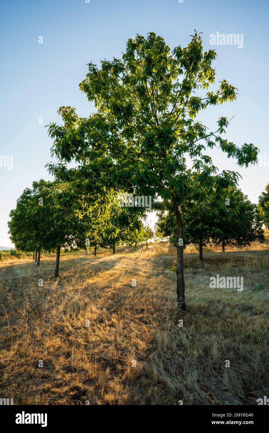 Arbustos arbustos hi-res stock photography and images - Alamy