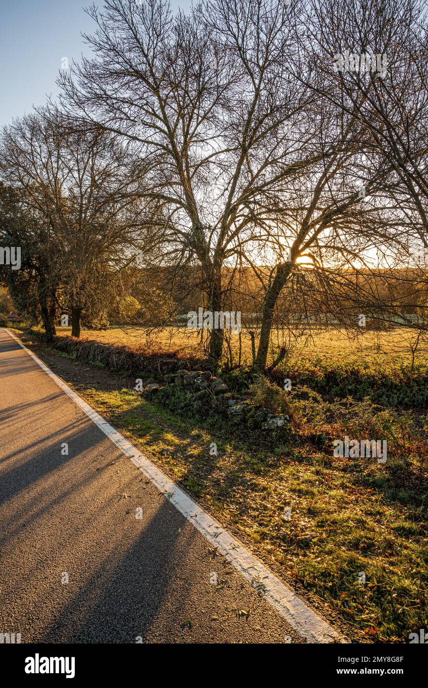 Arbustos arbustos arbustos arbustos hi-res stock photography and images ...