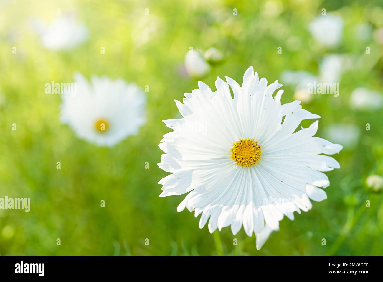 White cosmos flowering in the sunny garden Stock Photo - Alamy