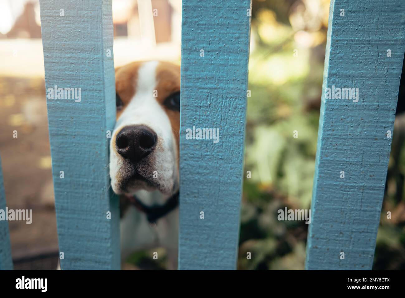Funny beagle puppy poked nose through wooden fence. Dog curiosity ...