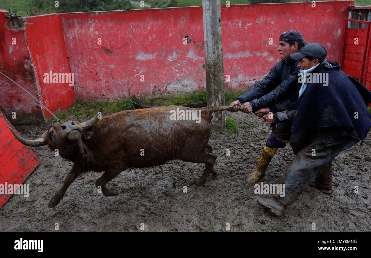 Men grab a bull by it's tail as they work to load it into the back of a ...