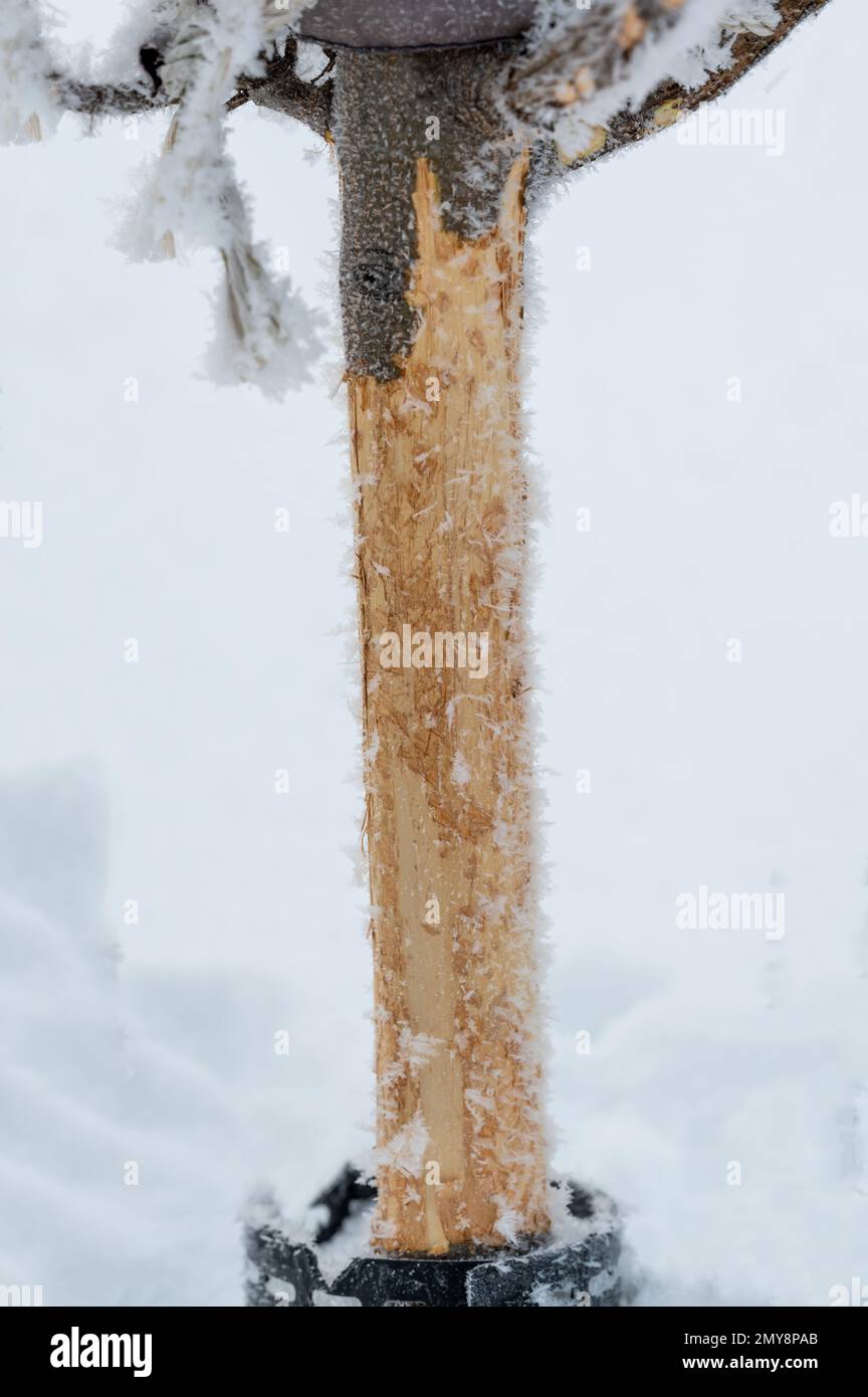 Rabbit damage tree hi-res stock photography and images - Alamy