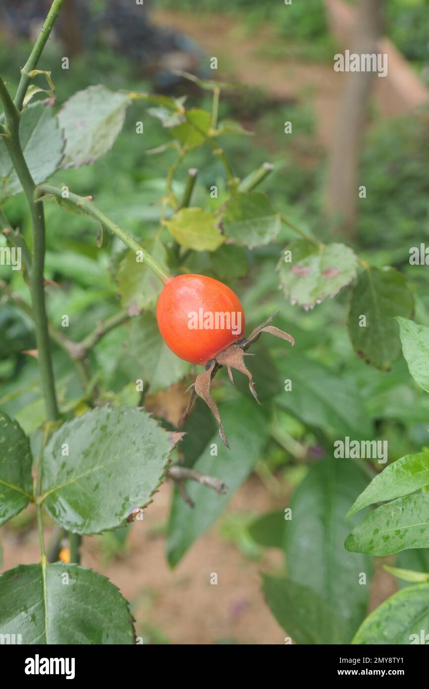 Rosehip shrub hi-res stock photography and images - Alamy