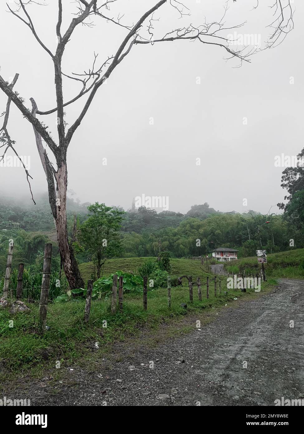 beautiful colombian landscape, dry tree next to a dirt road, in the ...