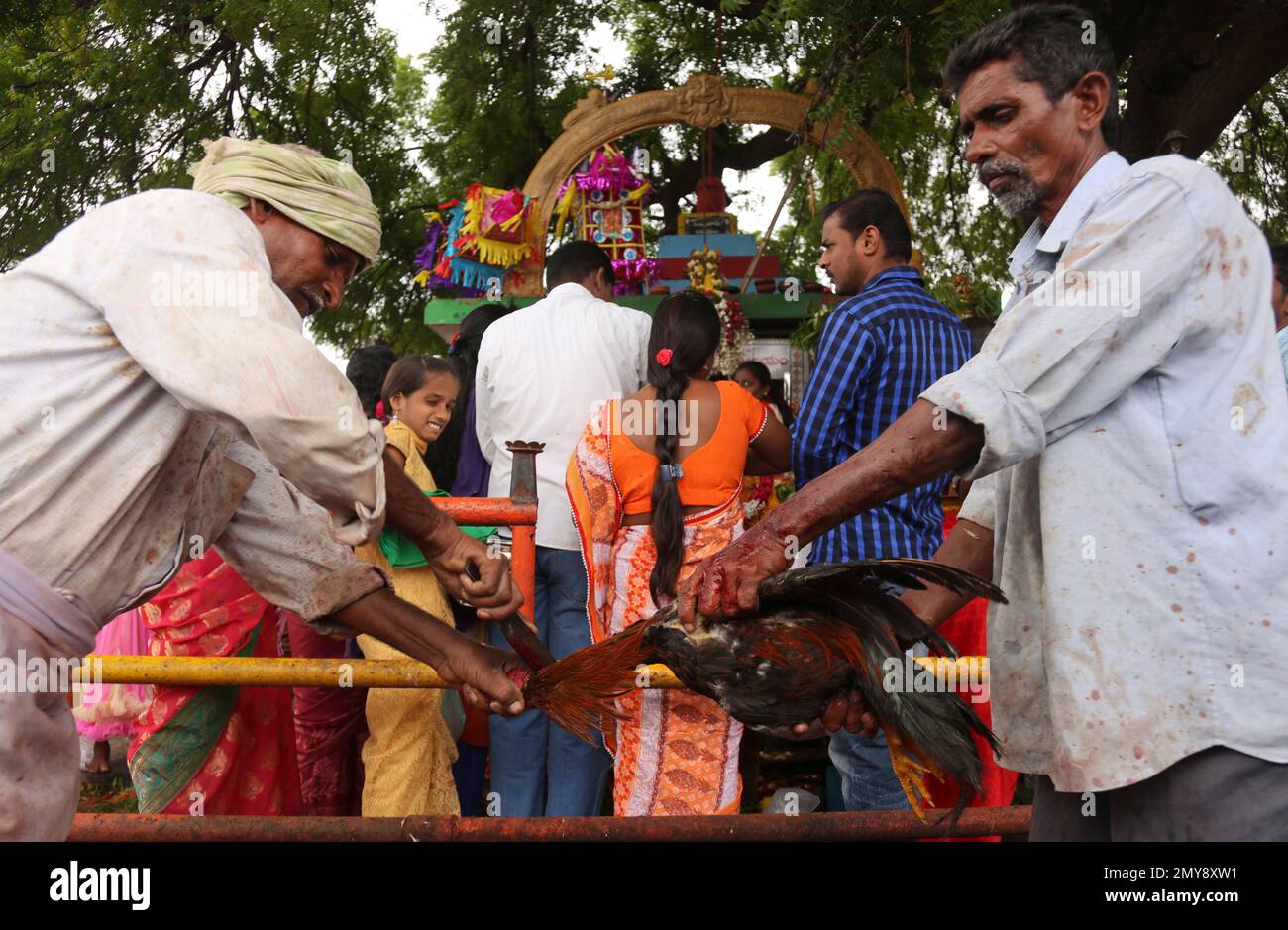 Hindu men sacrifice a rooster as a ritual offering to Hindu goddess ...