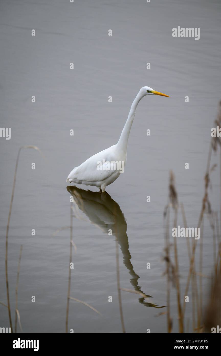 Great white egret [Ardea alba] wading in a pool at Burton Mere nature ...