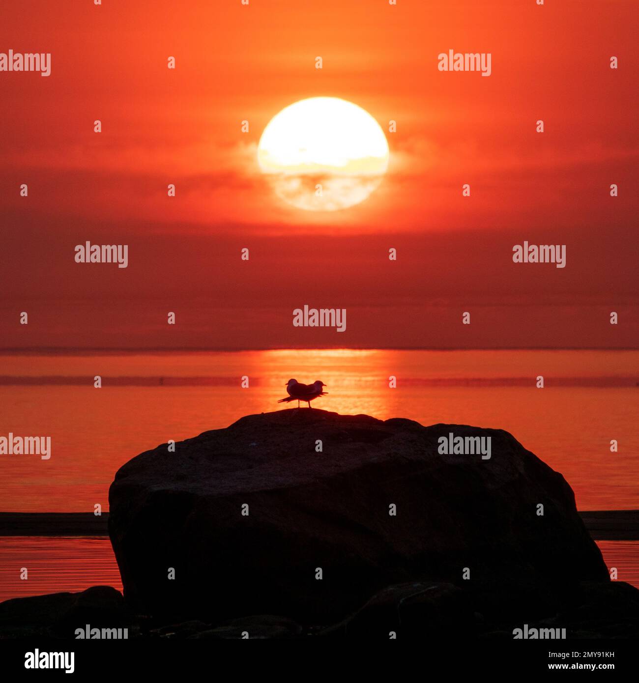 A bird couple making a heart shape at sunset time. Friendship and love ...
