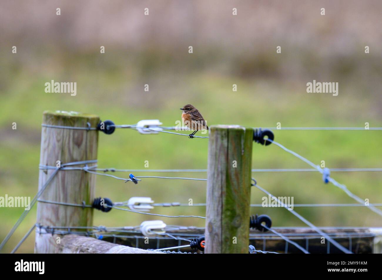 Stonechat overwintering hi-res stock photography and images - Alamy
