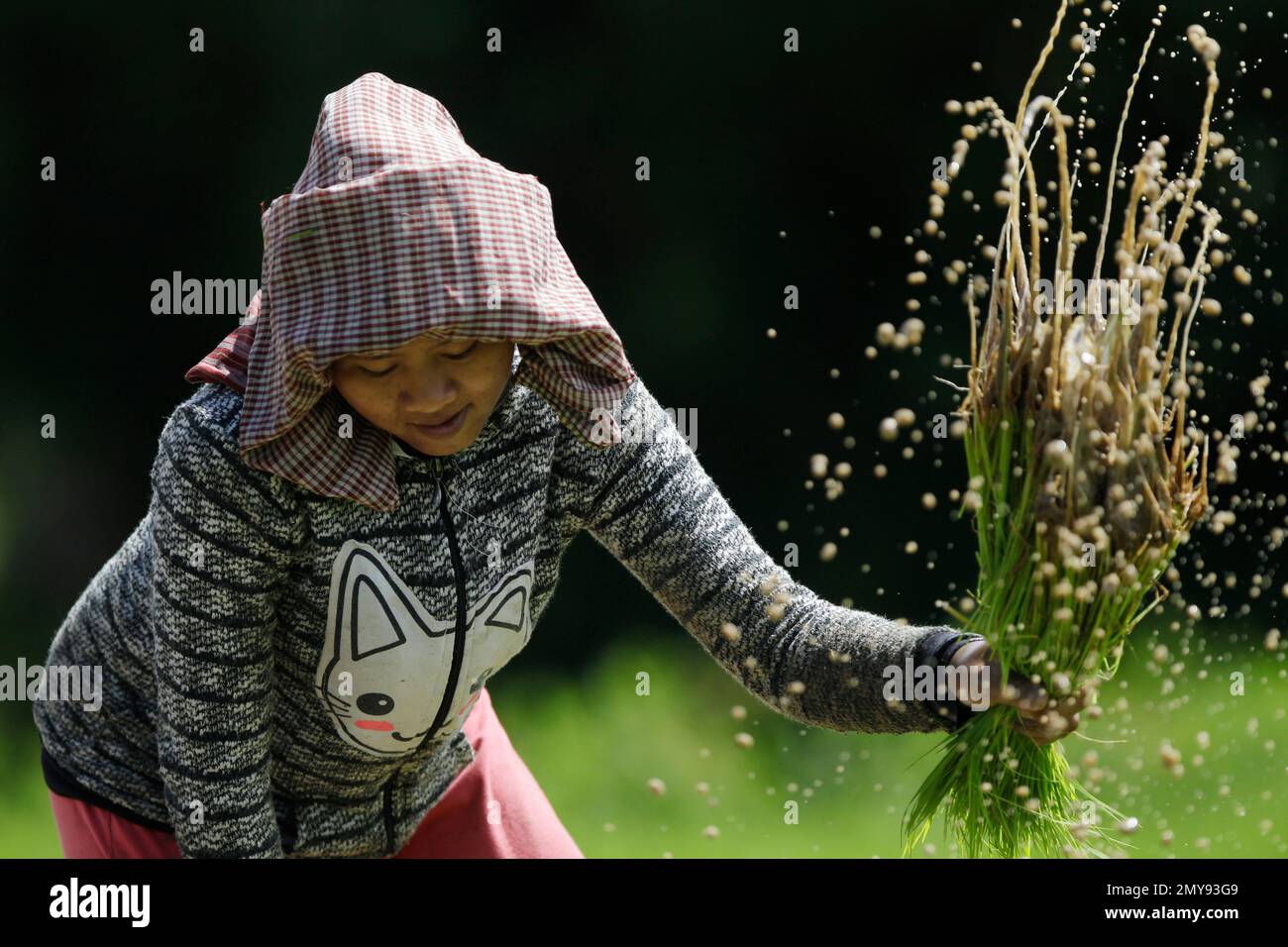 A Cambodian girl cleans rice seedlings before taking them to plant at a ...