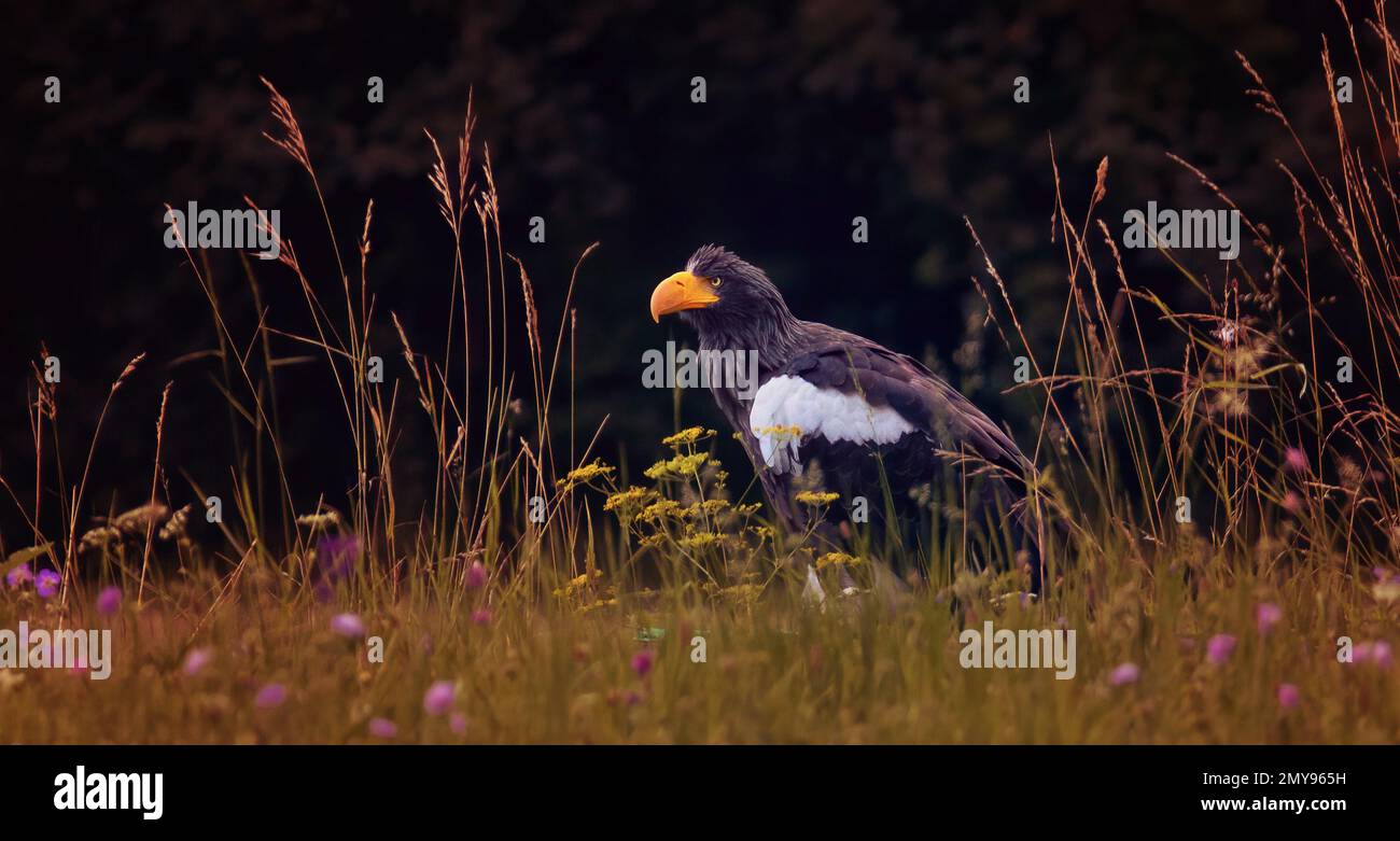 Close up sea hawk hi-res stock photography and images - Alamy