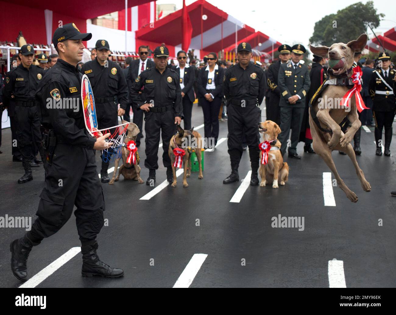 Peruvian police watch a dog jump into the air to catch a ball before ...