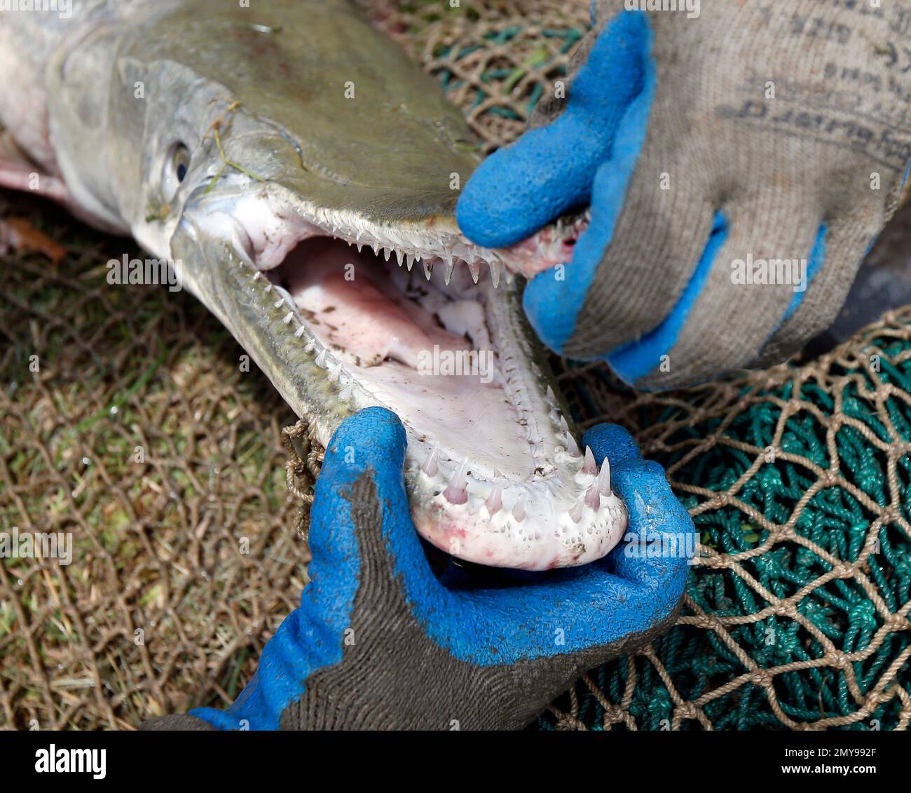 In this July 6, 2016 photo, an adult alligator gar awaits placement ...