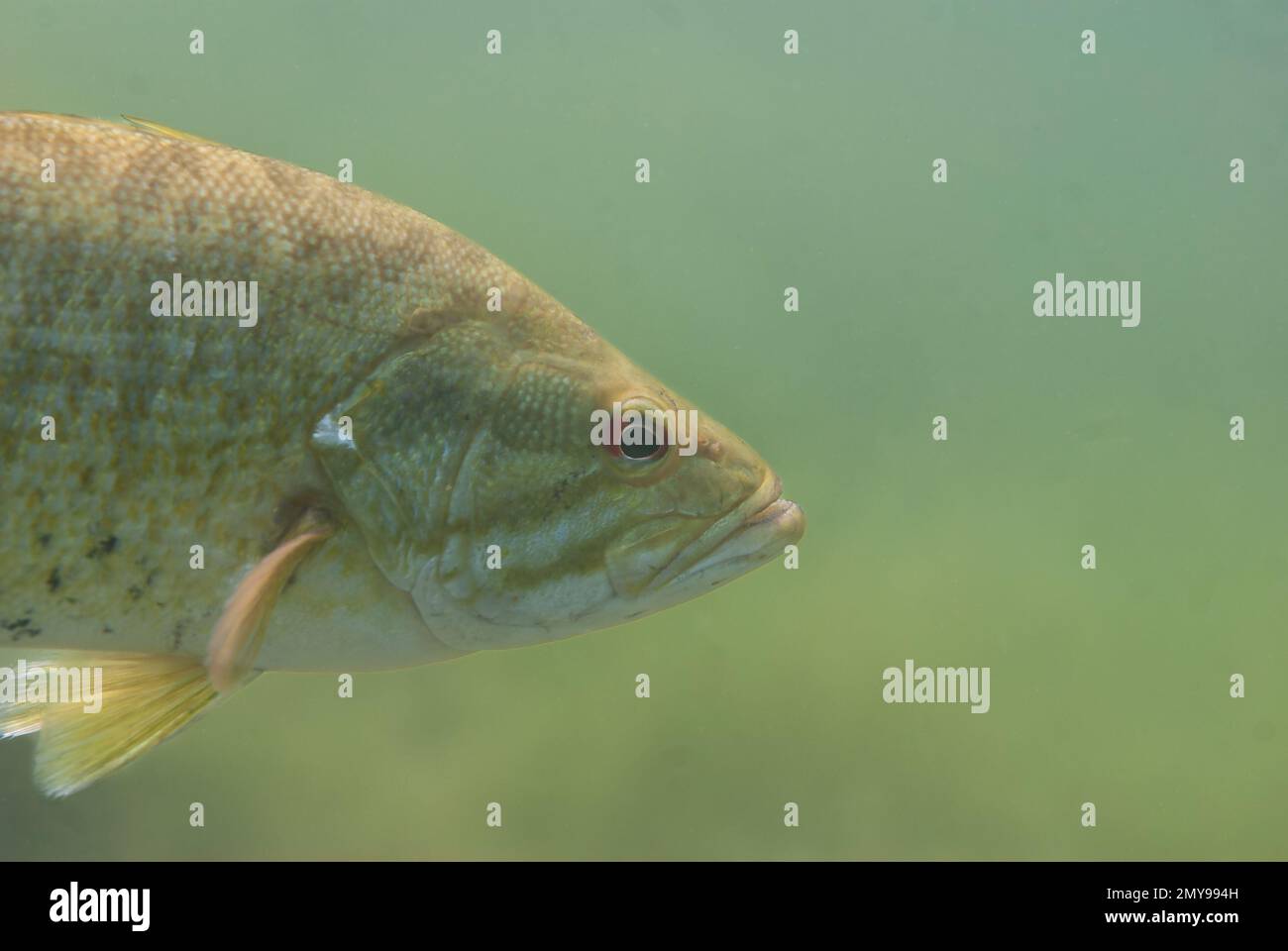 Largemouth bass close up hi-res stock photography and images - Alamy
