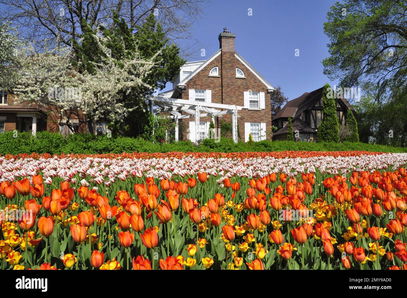 A gorgeous garden of vibrant, colorful tulips around old brick homes ...