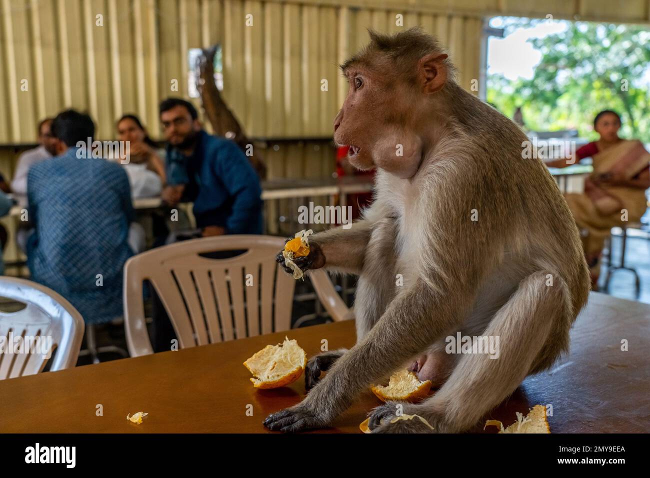 Bangalore, India. 09.01.2023 - Monkey eating mandarin stolen on the ...